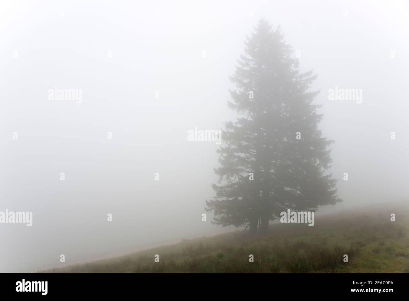 Tree in the fog Stock Photo - Alamy