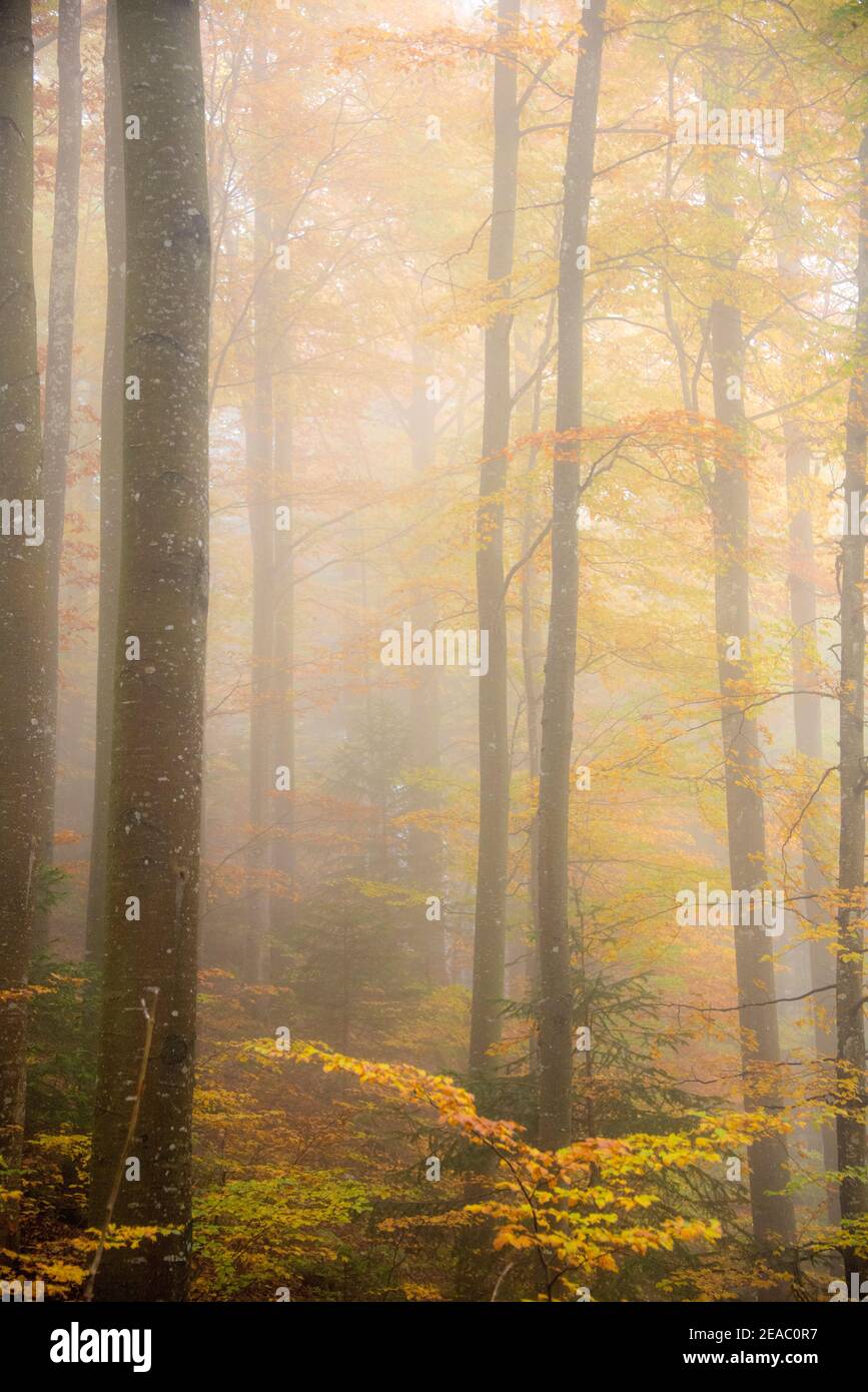 autumn forest in the fog Stock Photo - Alamy