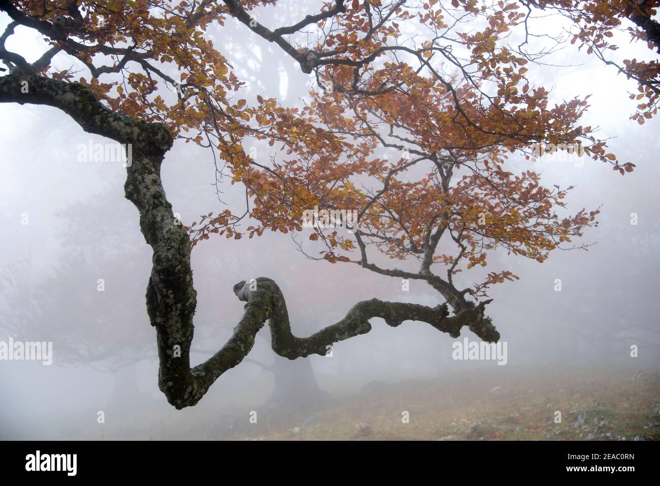 Trekking in the fog hi-res stock photography and images - Alamy