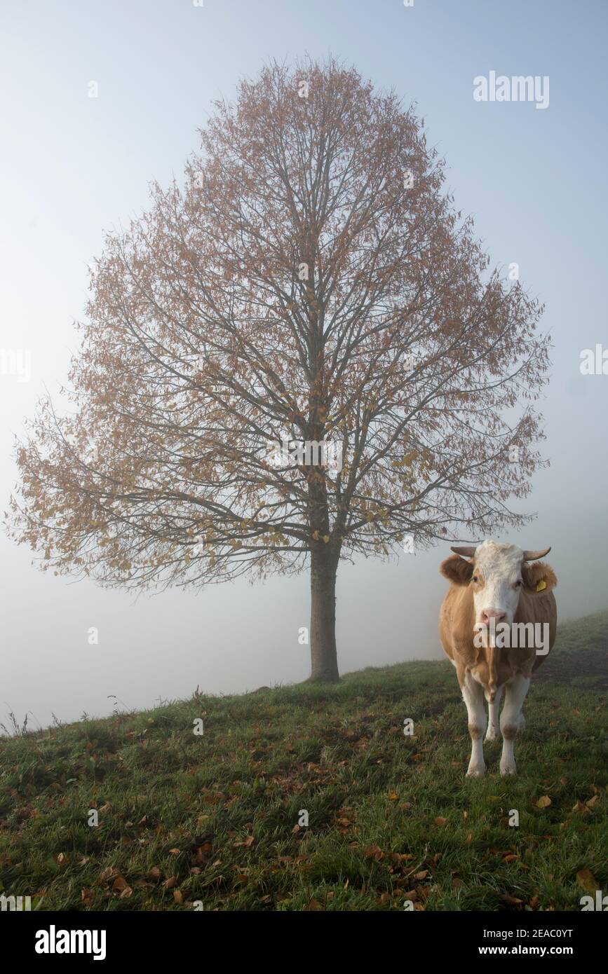 Cow with tree Stock Photo - Alamy