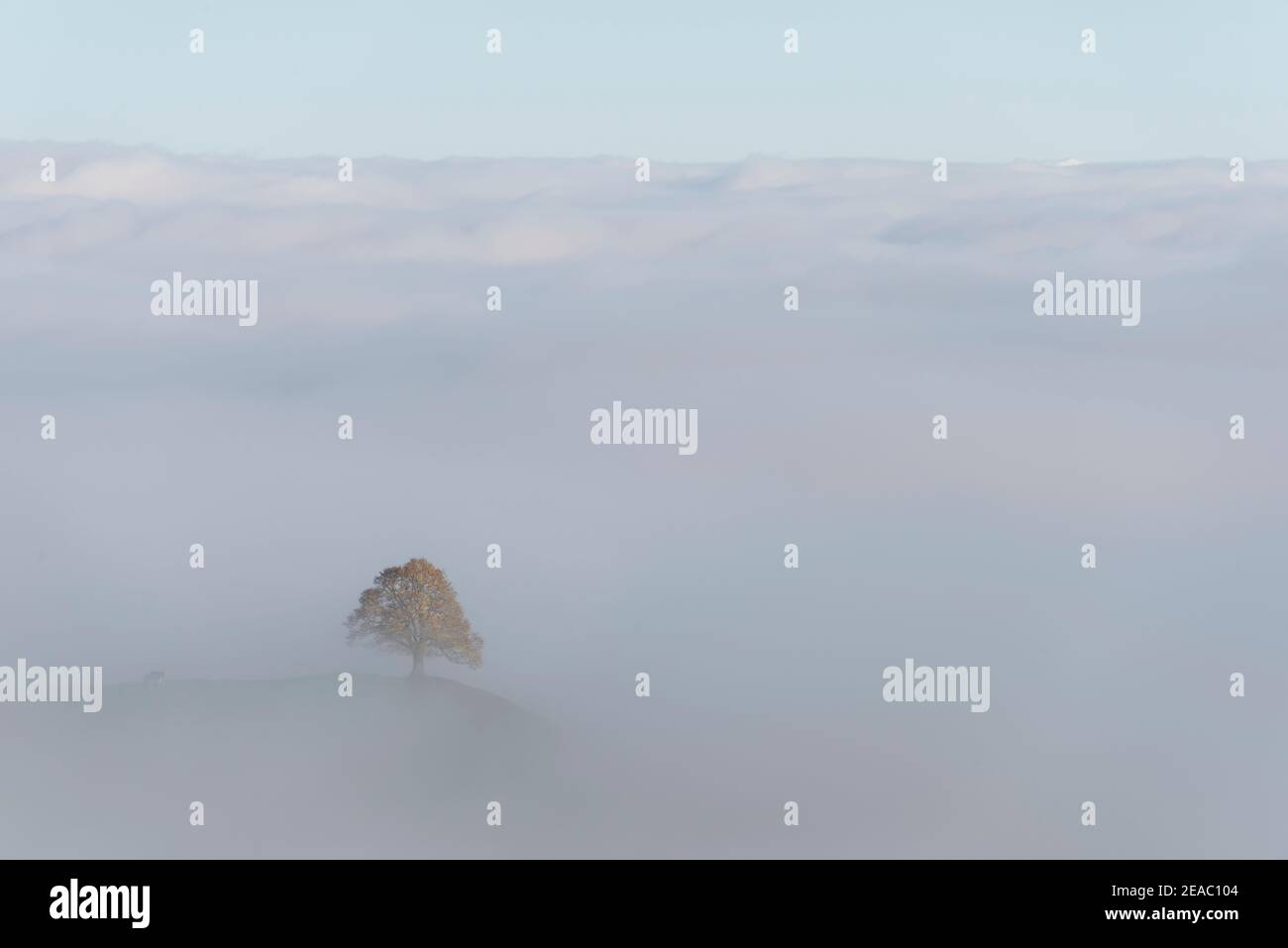 Single tree in the sea of fog hi-res stock photography and images - Alamy