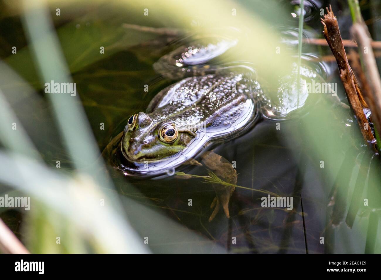 Common puddle frog hi-res stock photography and images - Alamy