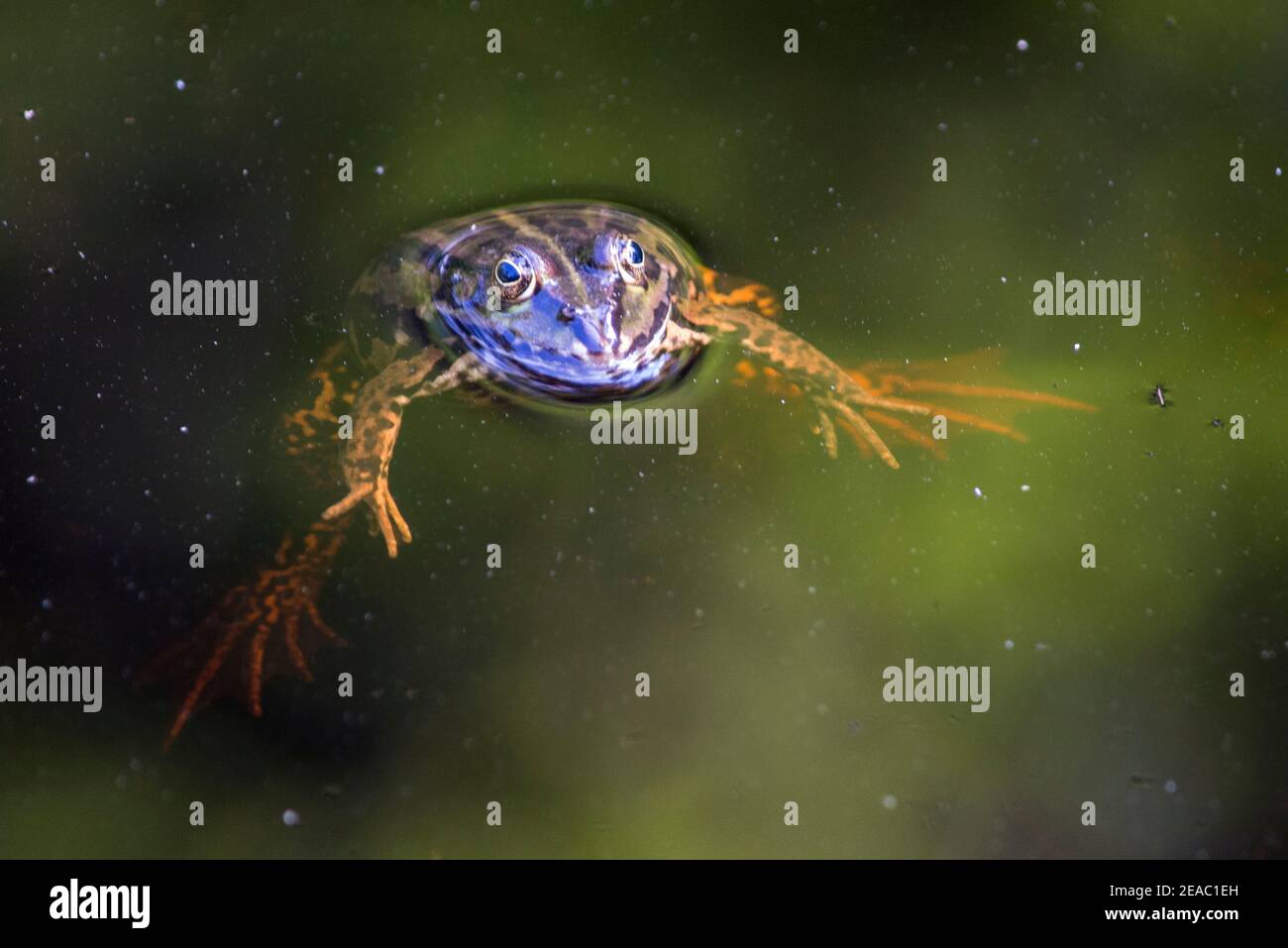 Common puddle frog hi-res stock photography and images - Alamy