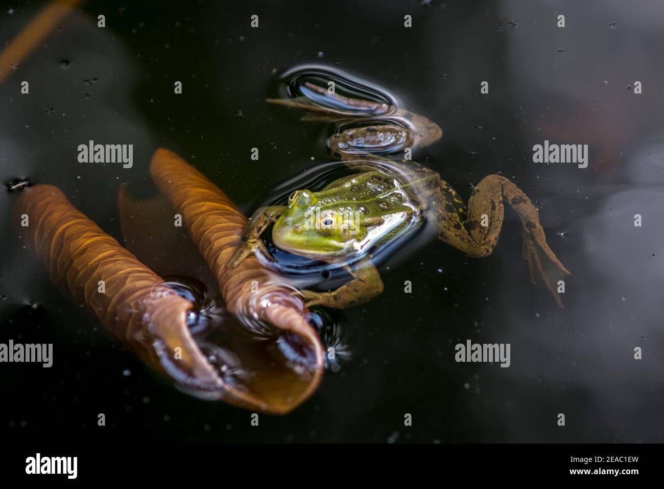 Common puddle frog hi-res stock photography and images - Alamy
