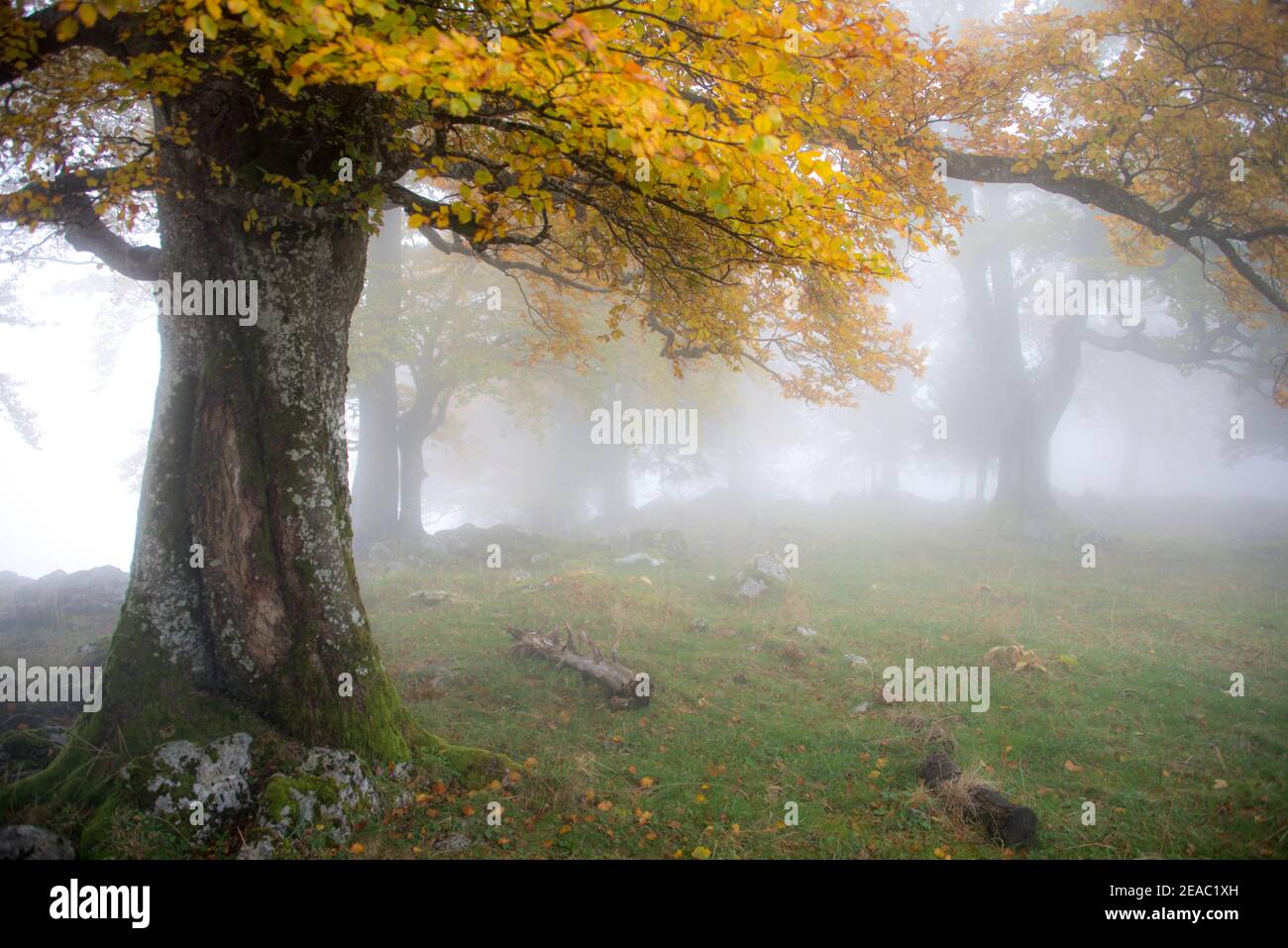 Multi trunk tree hi-res stock photography and images - Alamy