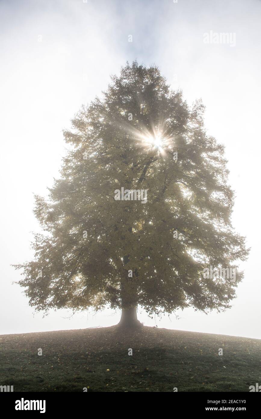 Sun through the tree hi-res stock photography and images - Alamy