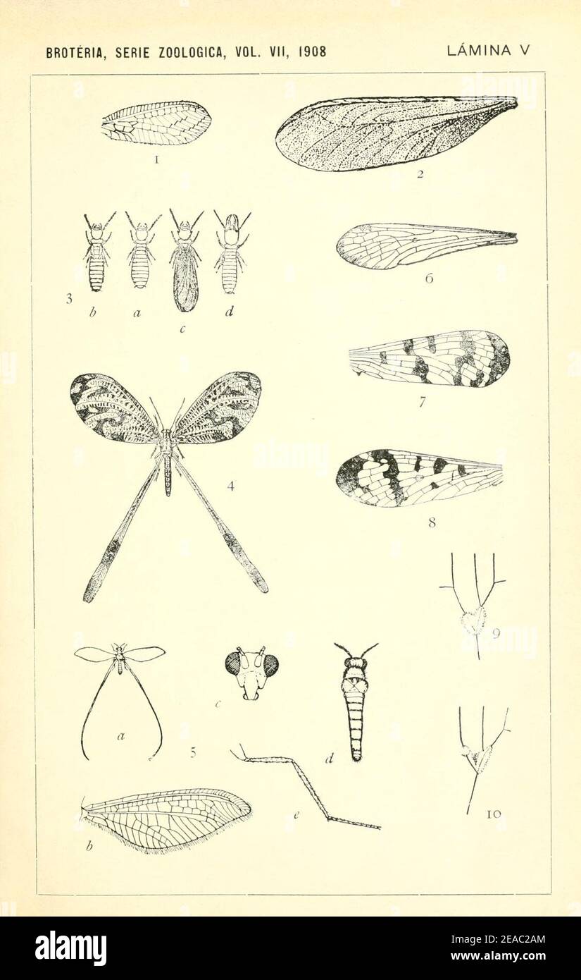 Neuropteros hi-res stock photography and images - Alamy