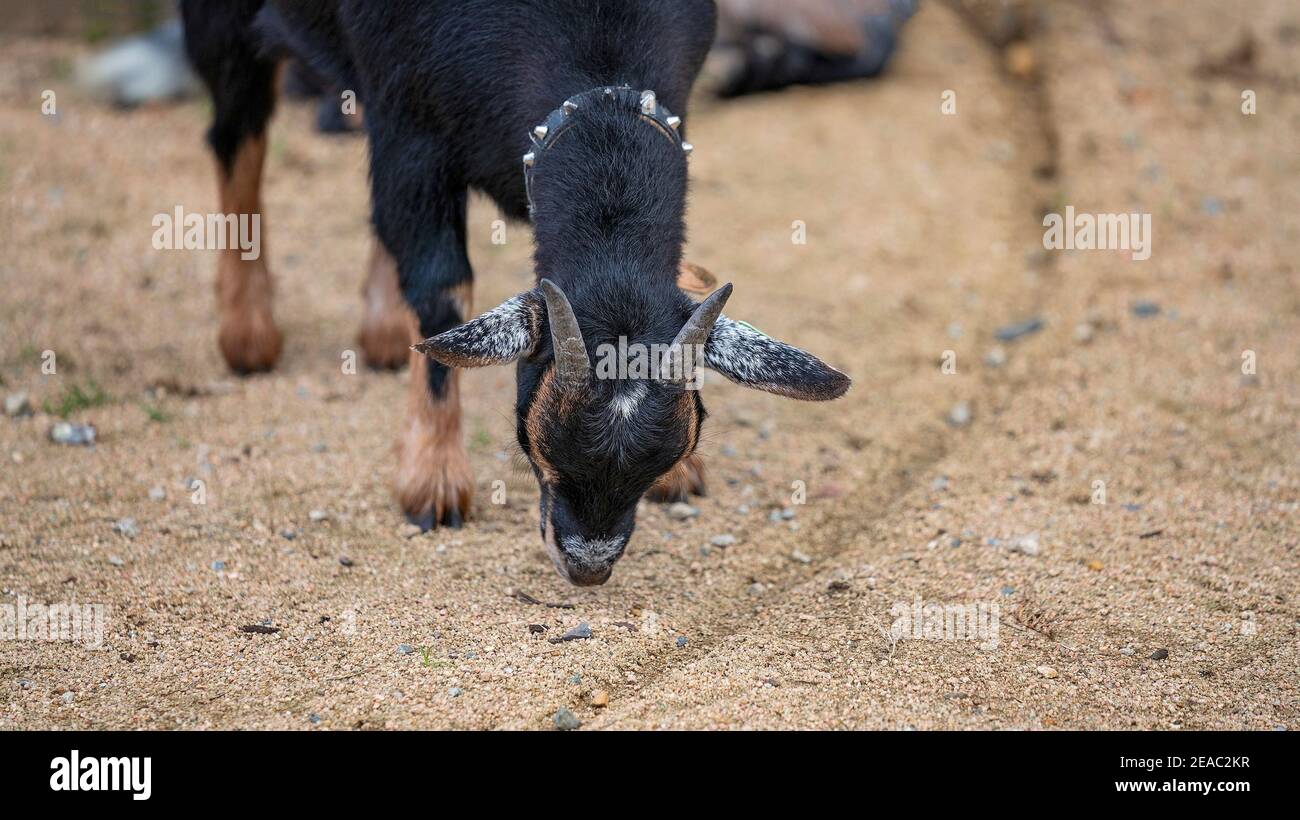 A hungry domesticated billie goat looking for food on the bare ground ...