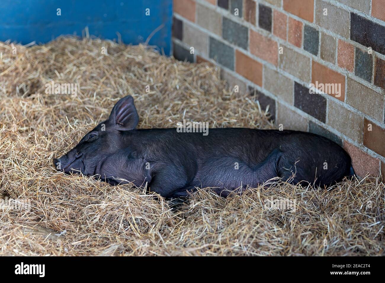 Bed enclosure hi-res stock photography and images - Alamy