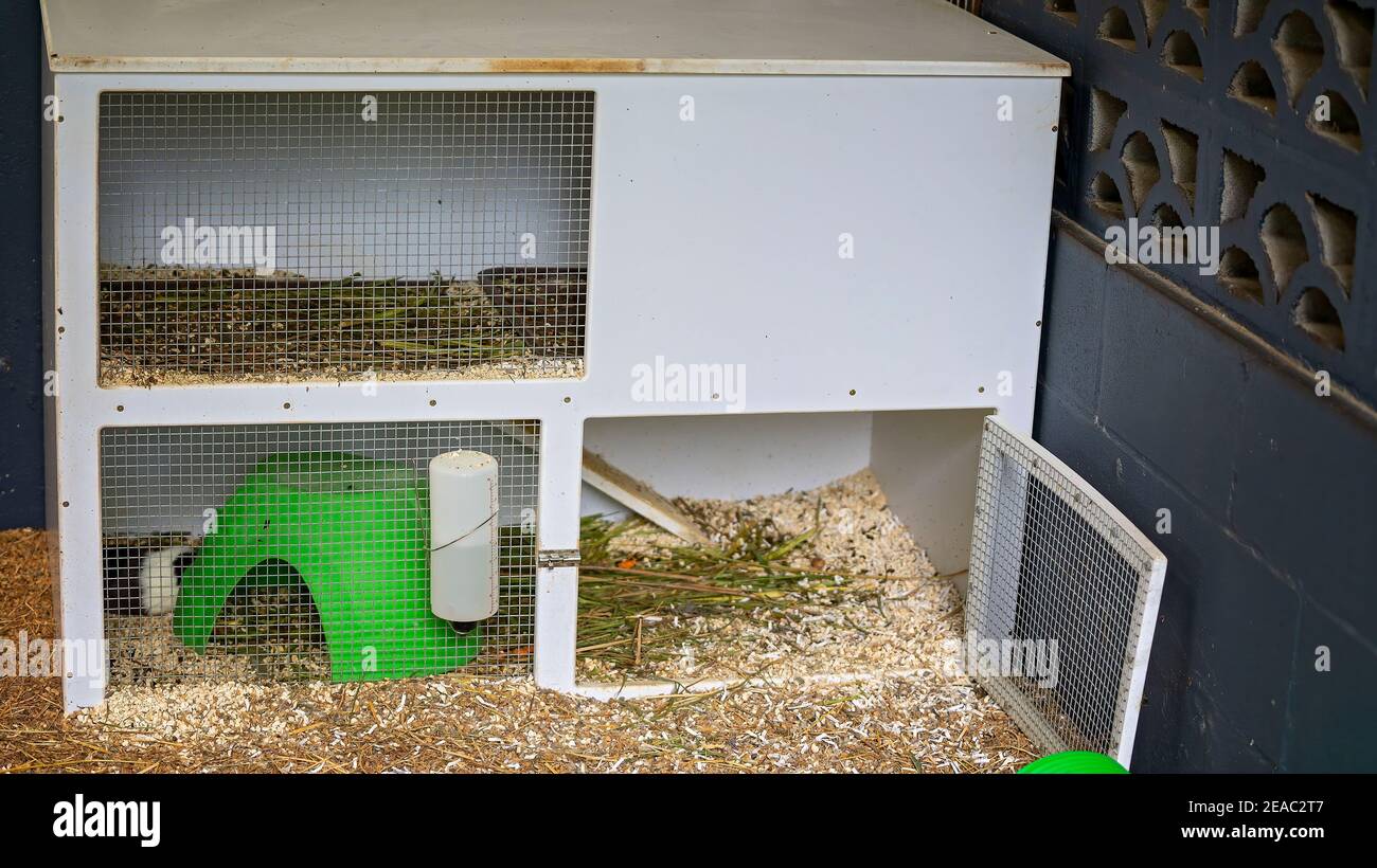 Guinea pig cage hi-res stock photography and images - Alamy