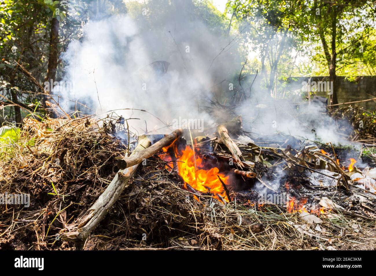 fire burning dry tree branches Stock Photo - Alamy