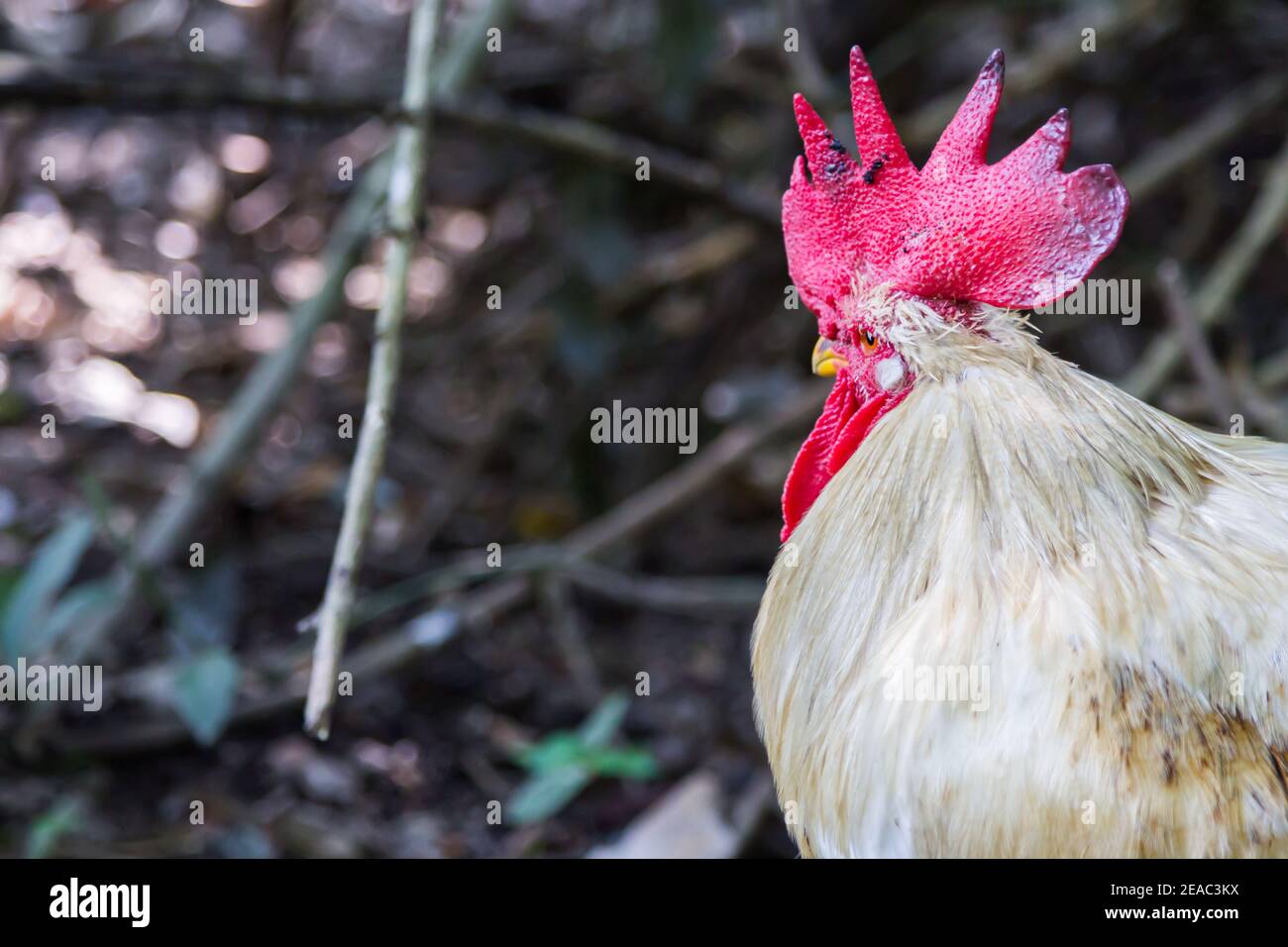 rooster looking for the other rooster Stock Photo - Alamy