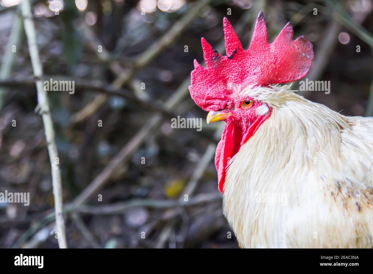 rooster looking for the other rooster Stock Photo - Alamy