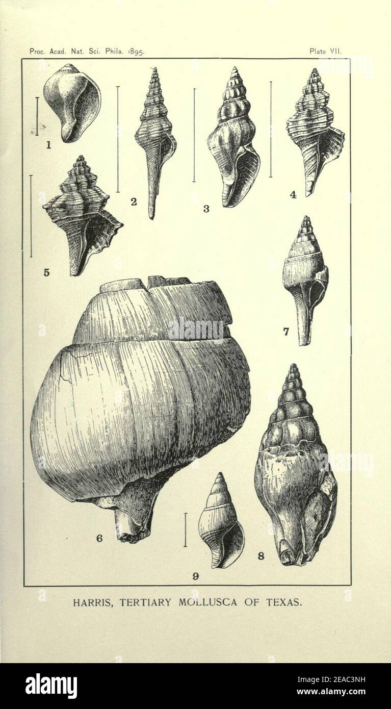 New and otherwise interesting Tertiary Mollusca from Texas Stock Photo ...