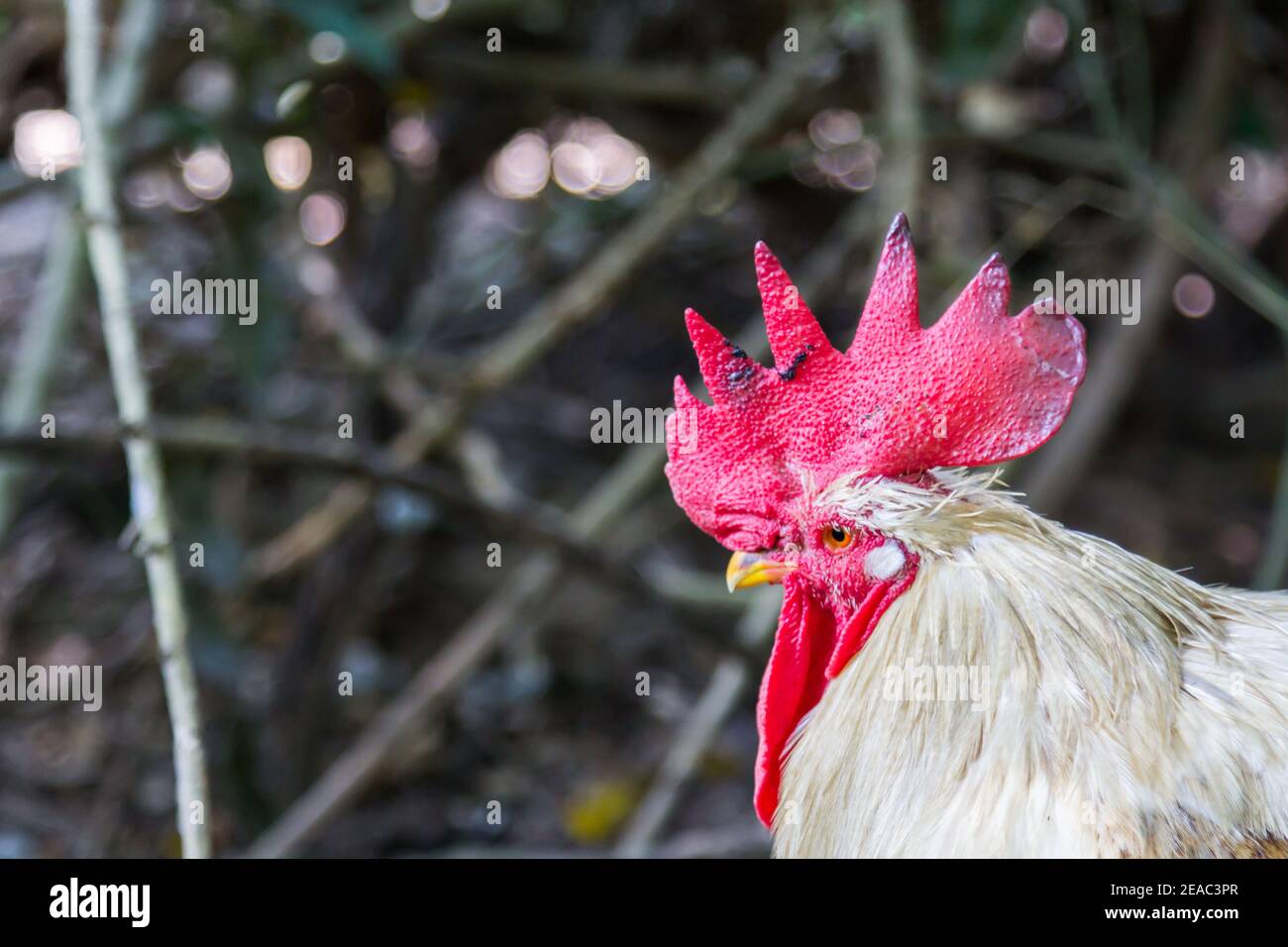 rooster looking for the other rooster Stock Photo - Alamy