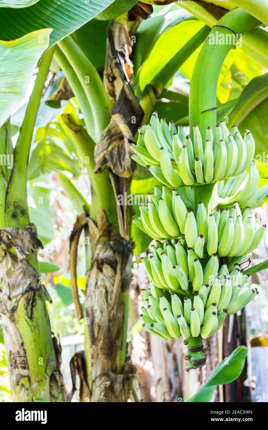 Banana tree with a bunch of bananas Stock Photo - Alamy