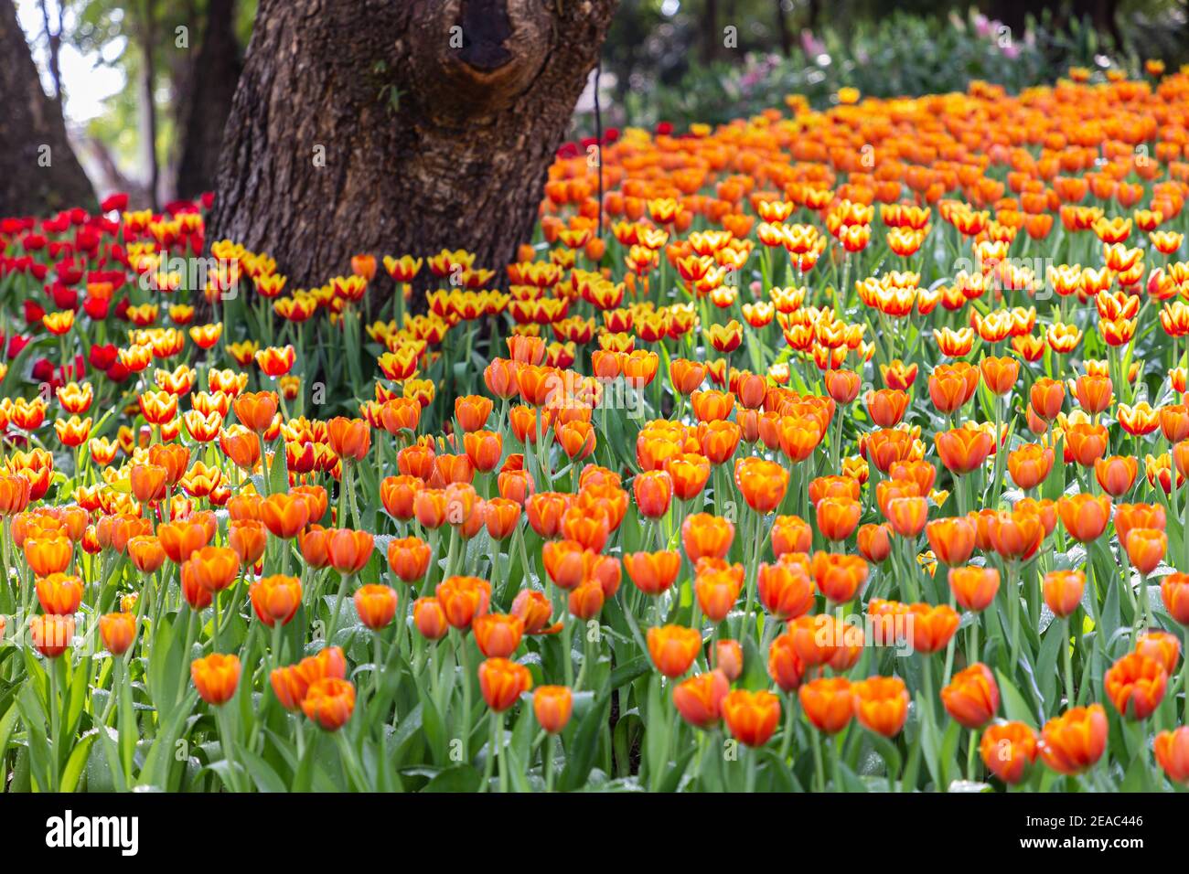 Colorful tulips flower on a windy spring day Stock Photo - Alamy