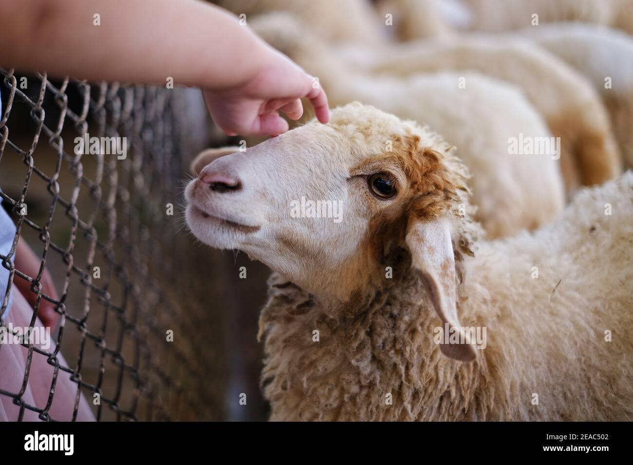Child touch zoo hi-res stock photography and images - Alamy