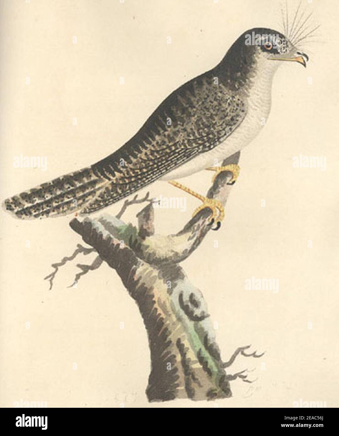 Goat Sucker High Resolution Stock Photography and Images - Alamy