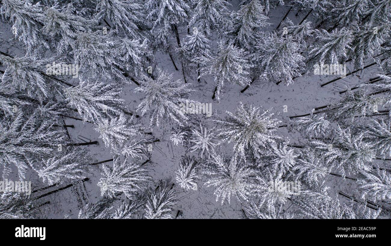 Winter forest near Mandern, Hochwald, Hunsrück, Rhineland-Palatinate ...