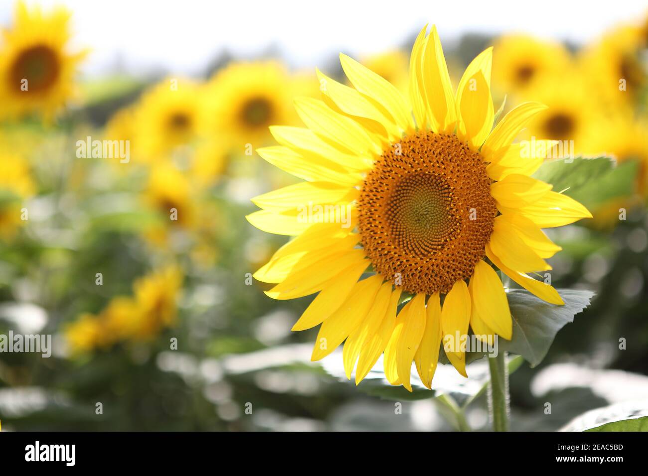 Beautiful sunflower garden field hi-res stock photography and images ...