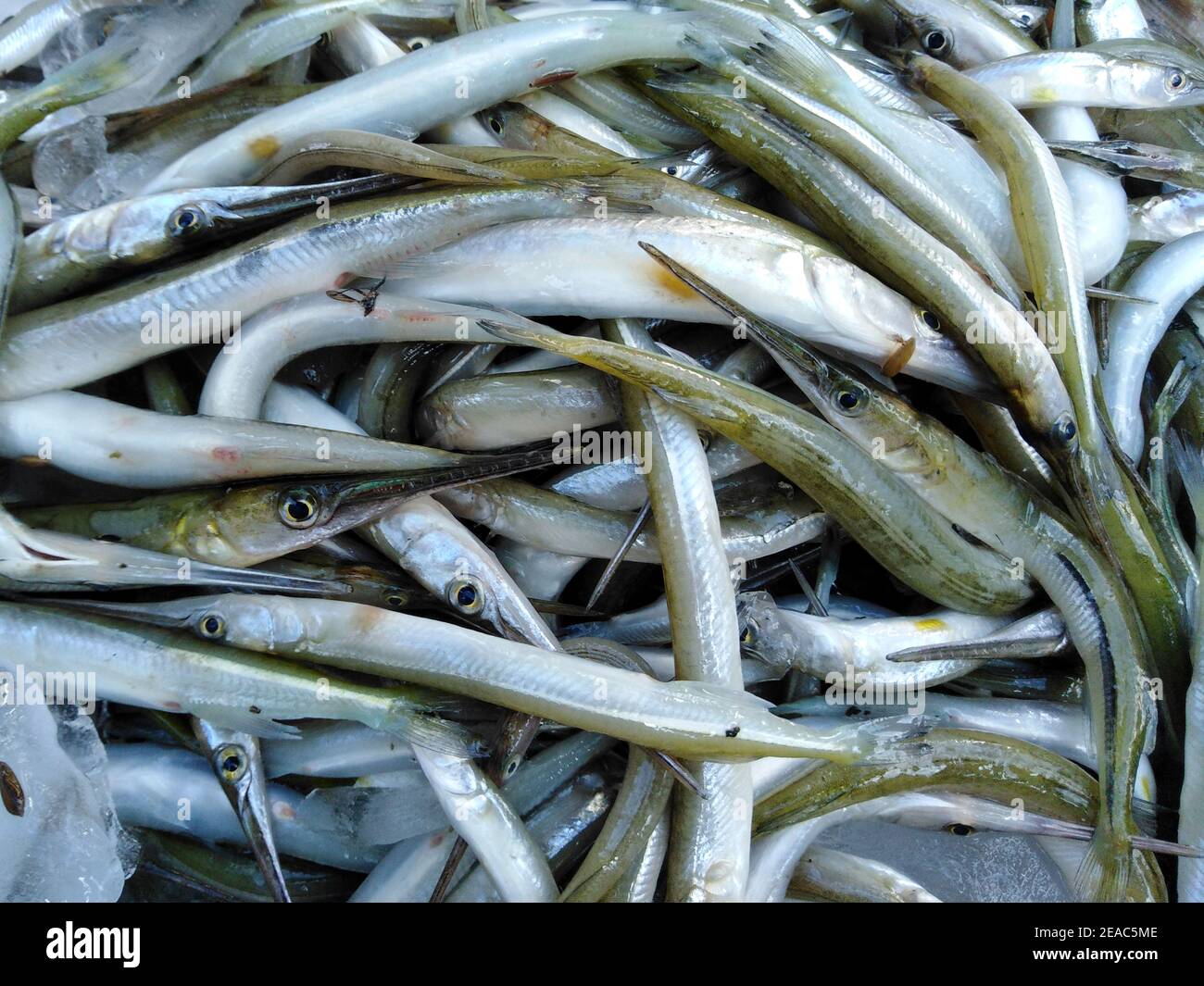 Healthy small fish from river Stock Photo - Alamy