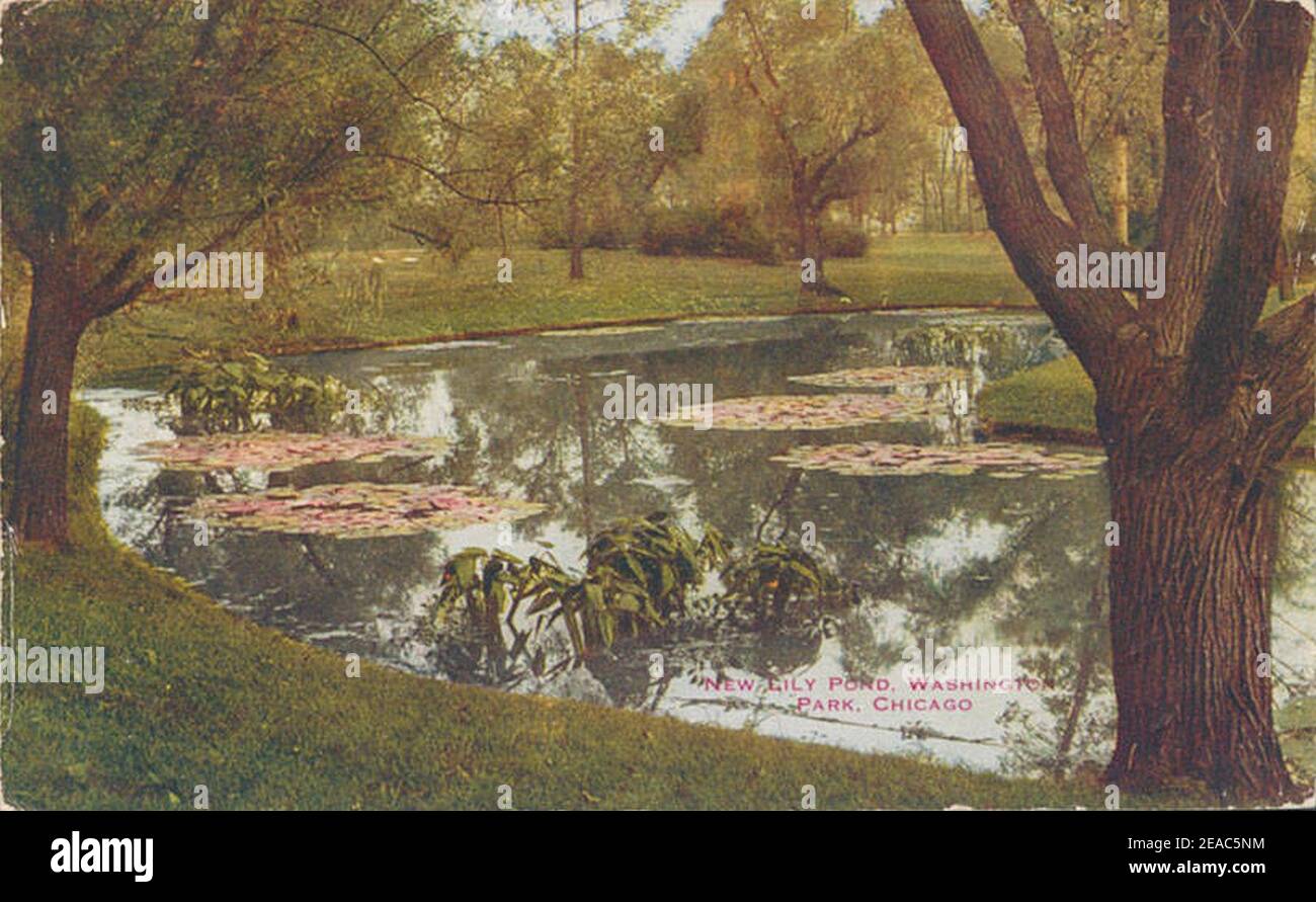 Lily pond chicago hi-res stock photography and images - Alamy