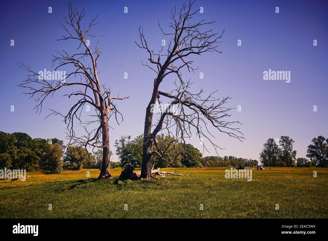 Skeleton tree hi-res stock photography and images - Alamy