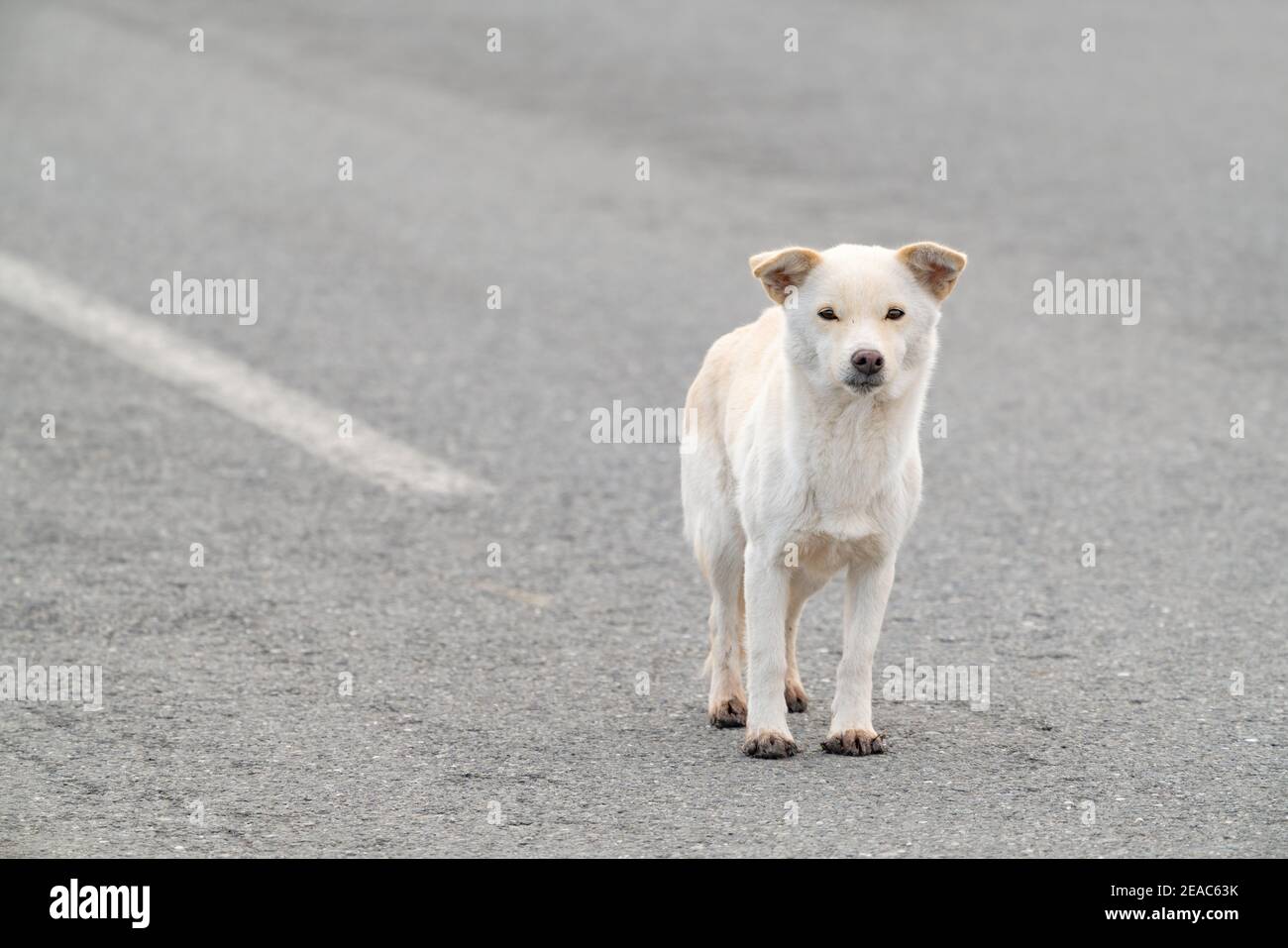 Dog with owner sad hi-res stock photography and images - Alamy