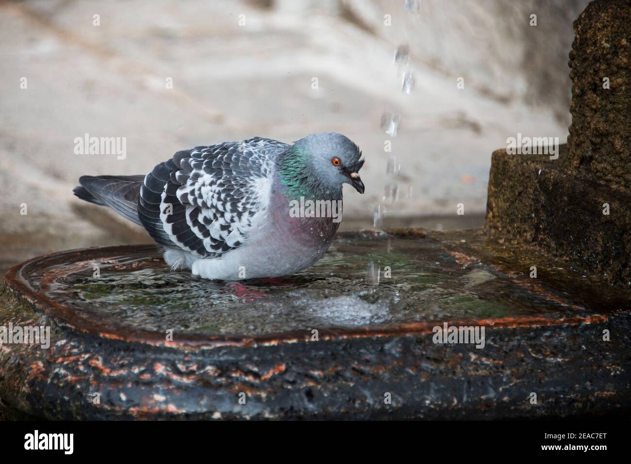 Pigeon while drinking Stock Photo - Alamy