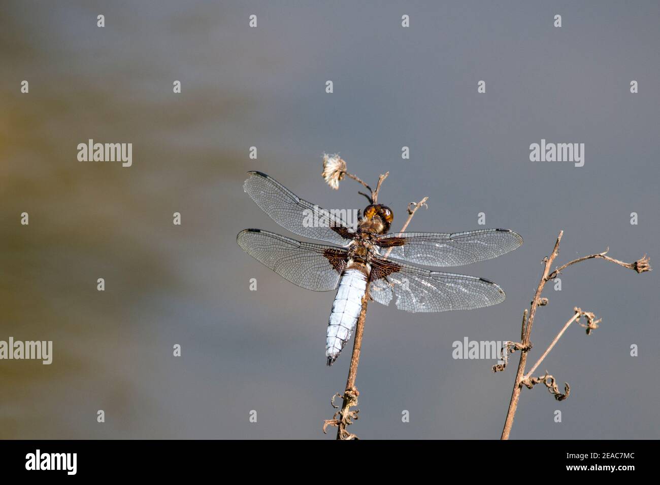 Dragonflies on the pond hi-res stock photography and images - Alamy