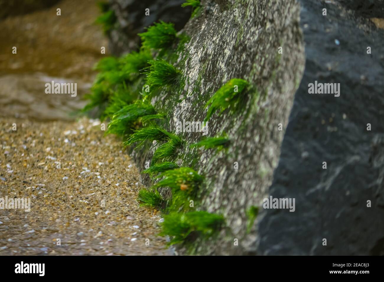 Green Sea Grass On Rocks On An Indian Ocean. Green moss on Rock at ...