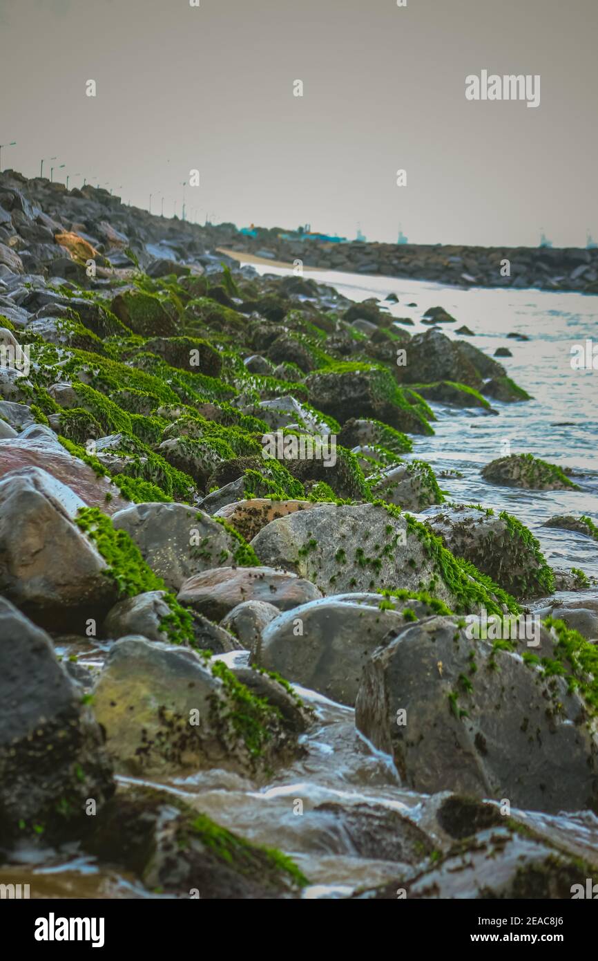 Green Sea Grass On Rocks On An Indian Ocean. Green moss on Rock at ...