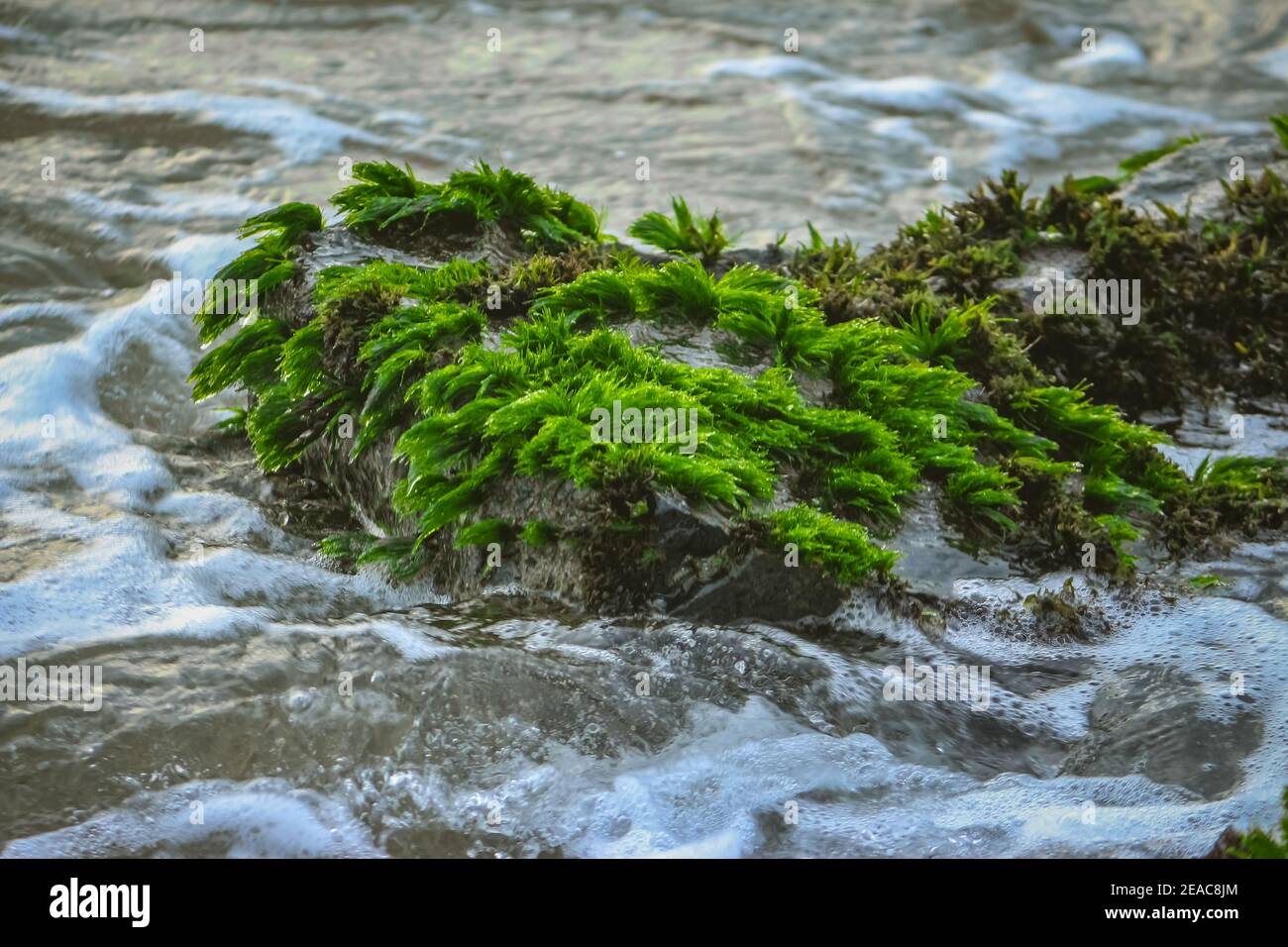 Green Sea Grass On Rocks On An Indian Ocean. Green moss on Rock at ...