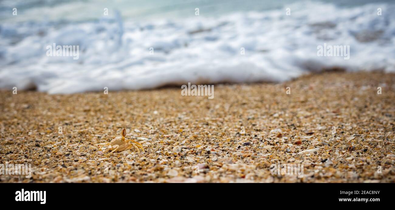 Small Shells On The Beach Sand . View of beach covered with different ...