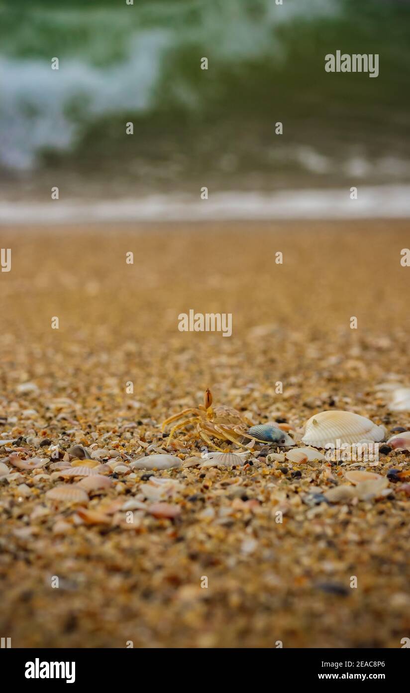 Small Shells On The Beach Sand . View of beach covered with different ...