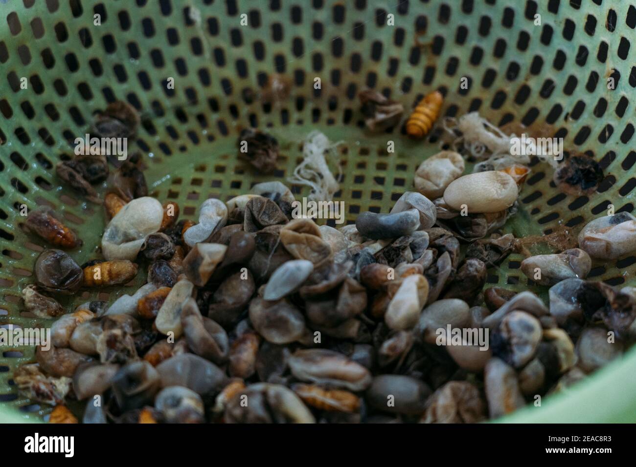 Plastic basket with wet silkworms and white cocoons Stock Photo - Alamy