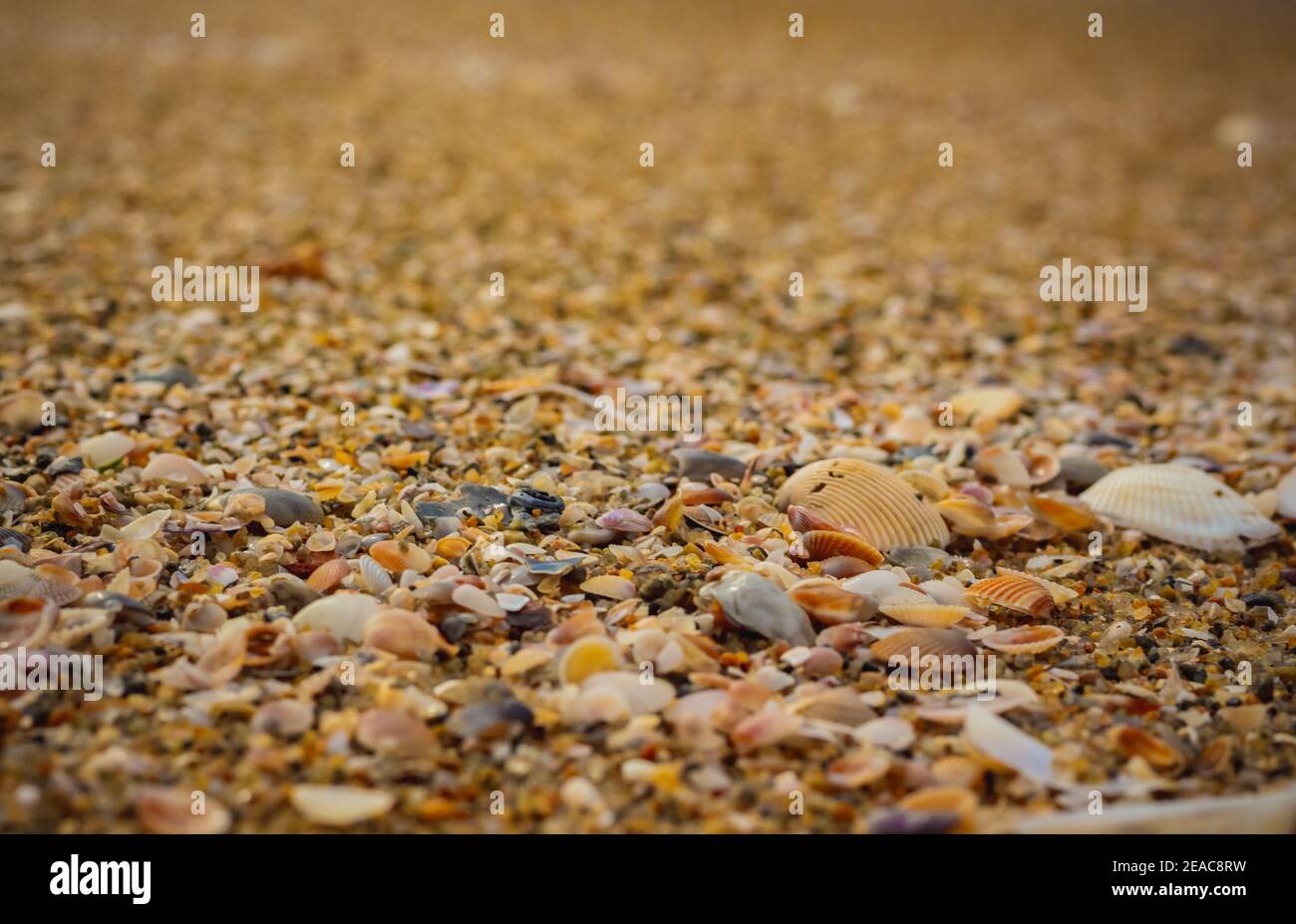 Small Shells On The Beach Sand . View of beach covered with different ...