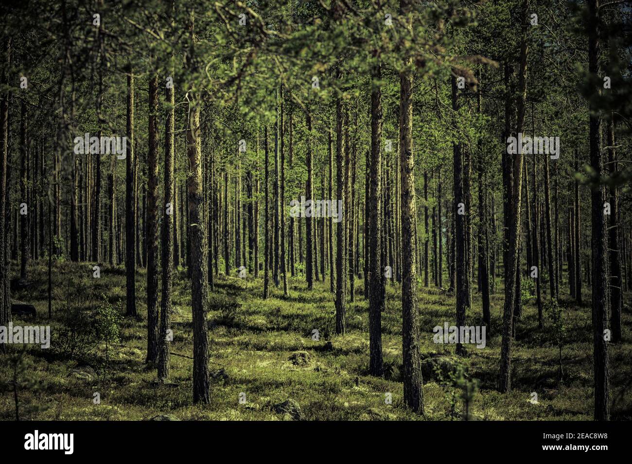 Conifer forest norway hi-res stock photography and images - Alamy