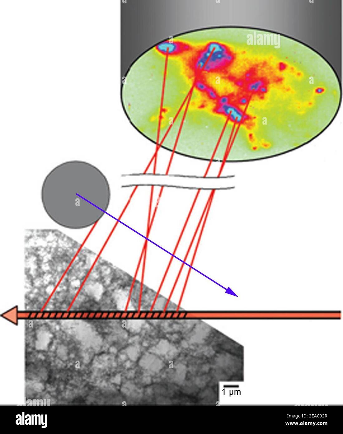 Microbeam hi-res stock photography and images - Alamy