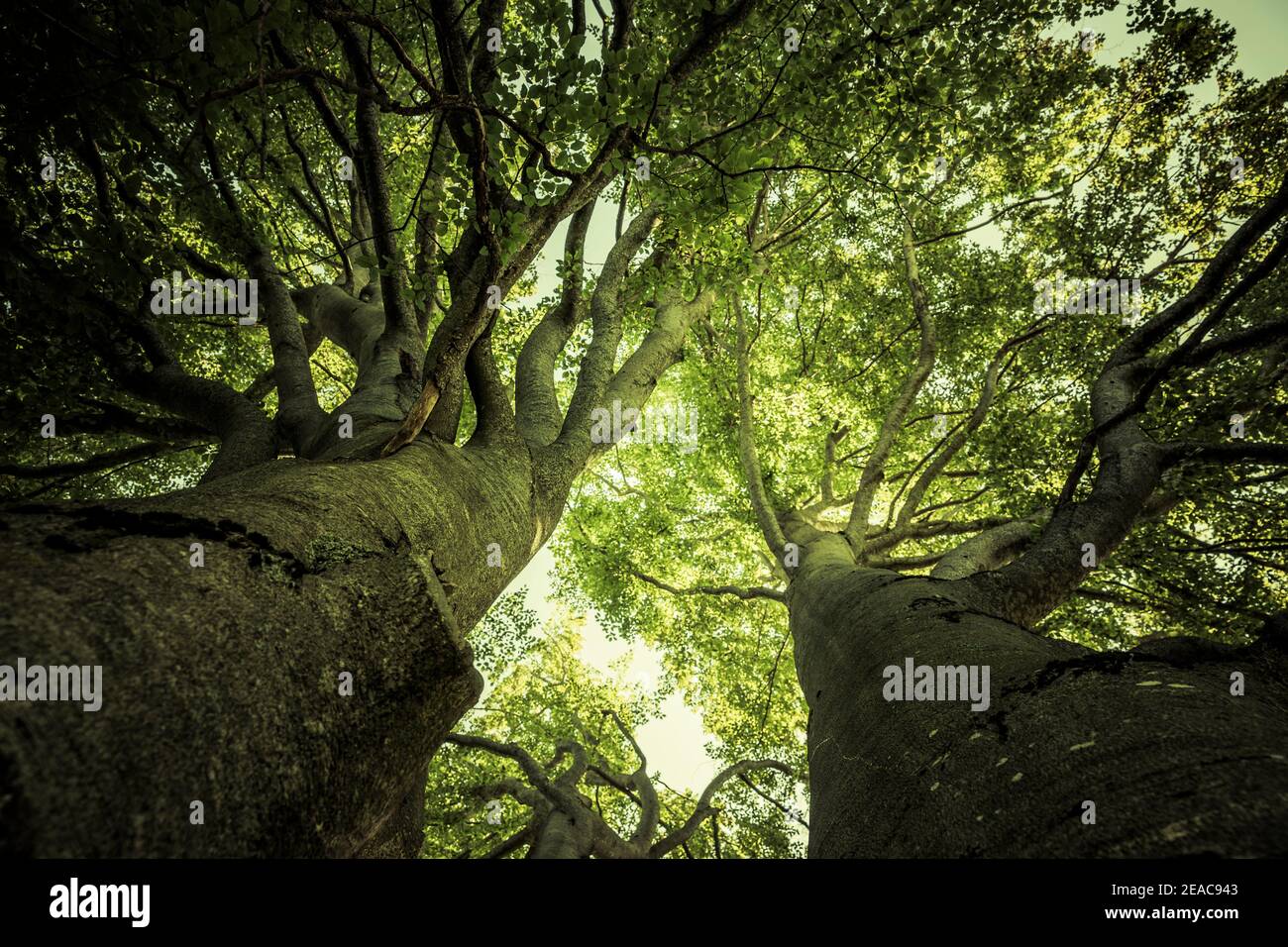 View from below into the treetop of an old beech tree Stock Photo - Alamy