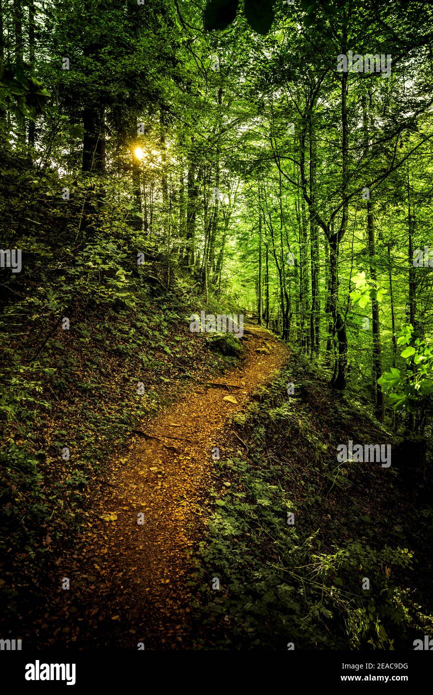 Pathway through a woodland hi-res stock photography and images - Alamy