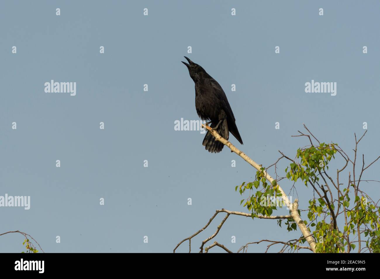 Crow, Corvus Corone, calling Stock Photo - Alamy