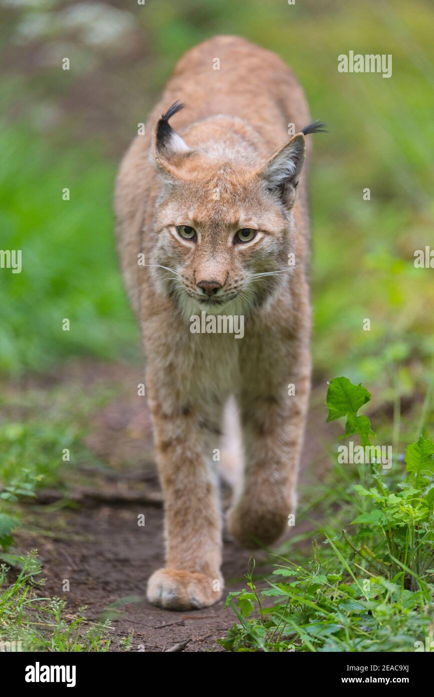 Running lynx hi-res stock photography and images - Alamy