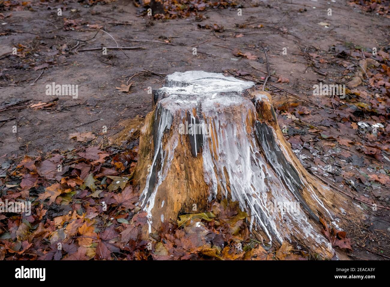 white paint on cut tree in forest Stock Photo - Alamy