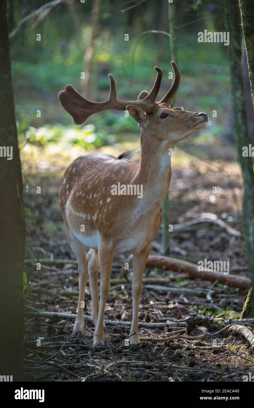 Fallow Deer, Dama dama Stock Photo - Alamy
