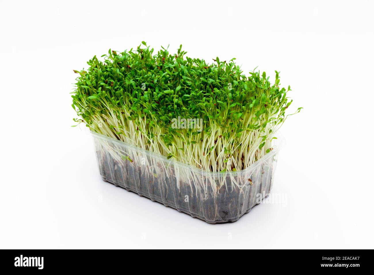 Cress breeding Cut Out Stock Images & Pictures - Alamy