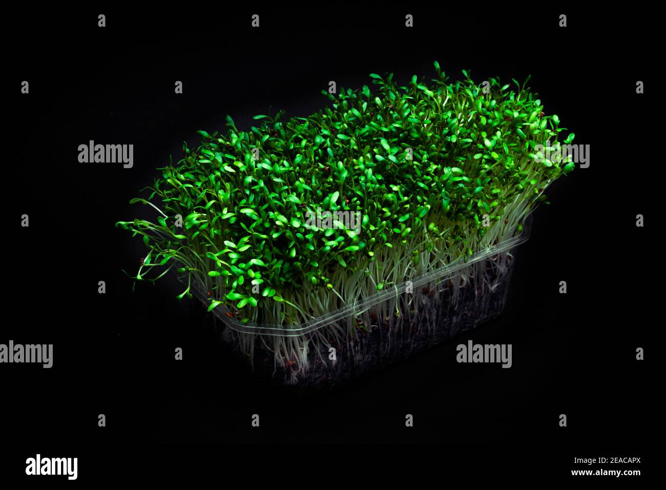 Cress breeding hi-res stock photography and images - Alamy