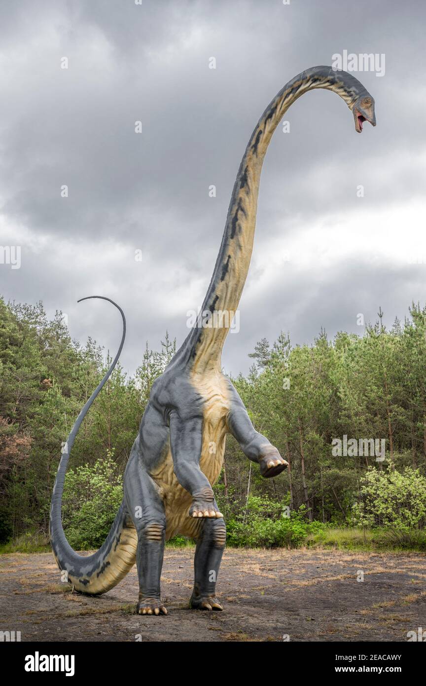 Diplodocus hi-res stock photography and images - Alamy