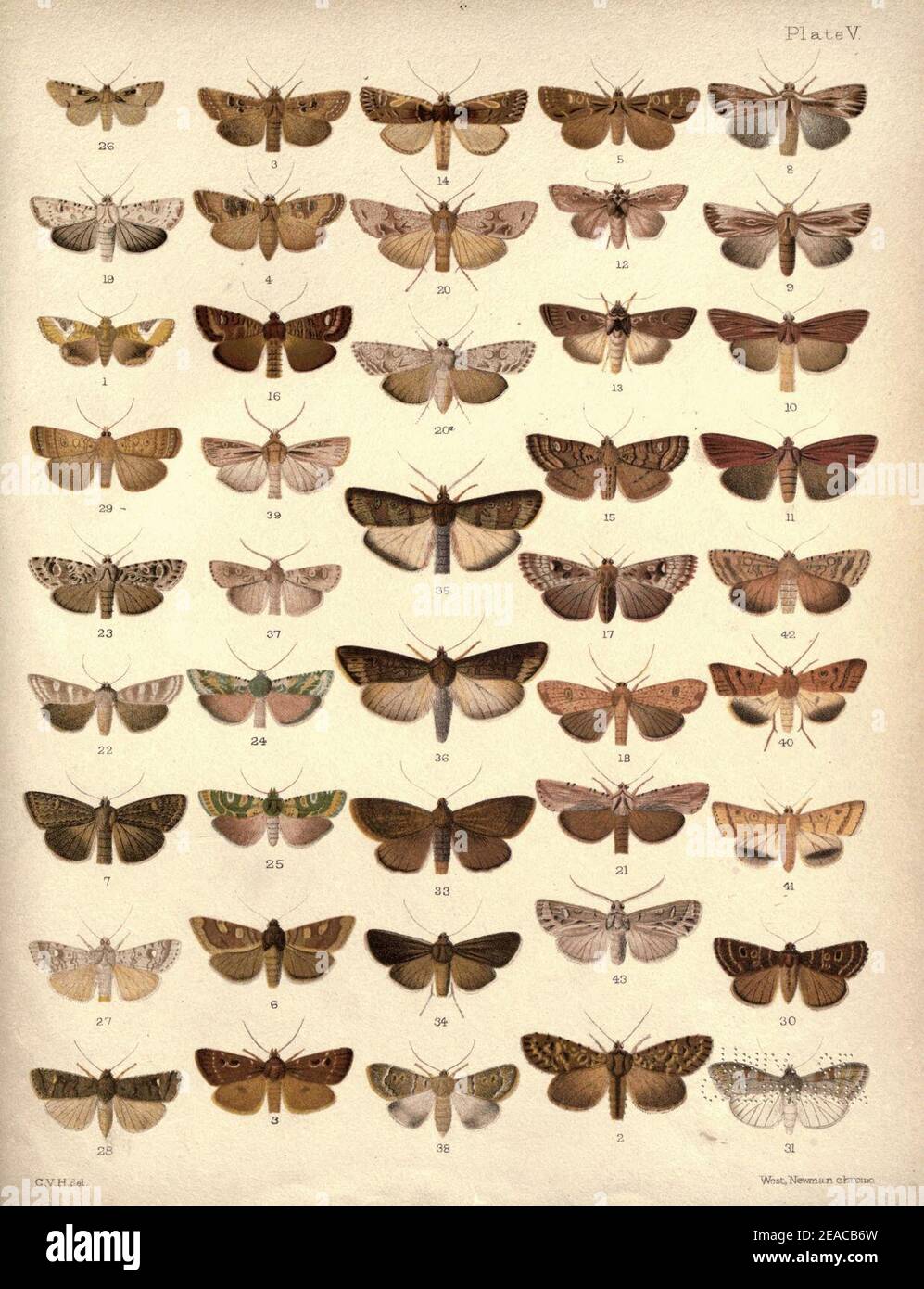 New Zealand Moths and Butterflies (1898) 05 Stock Photo - Alamy